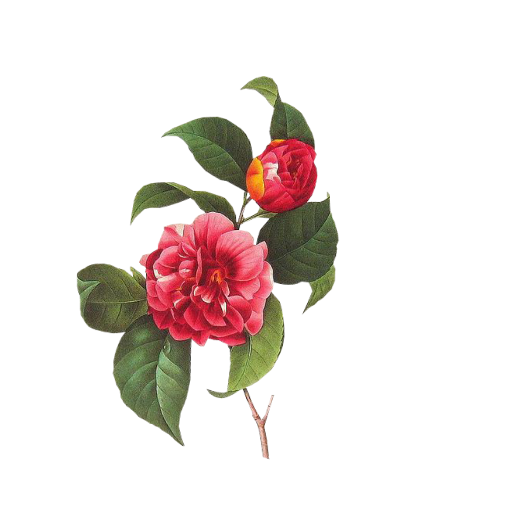 Flower Overlays For Edits | Best Flower Site