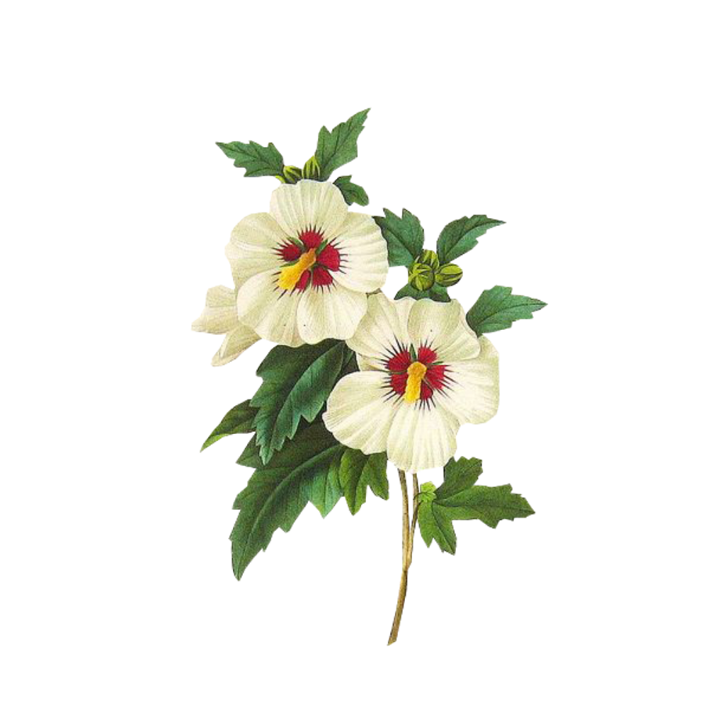 Flower Overlays For Edits | Best Flower Site