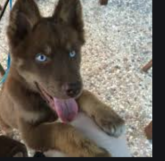 Chocolate Lab Husky Mix